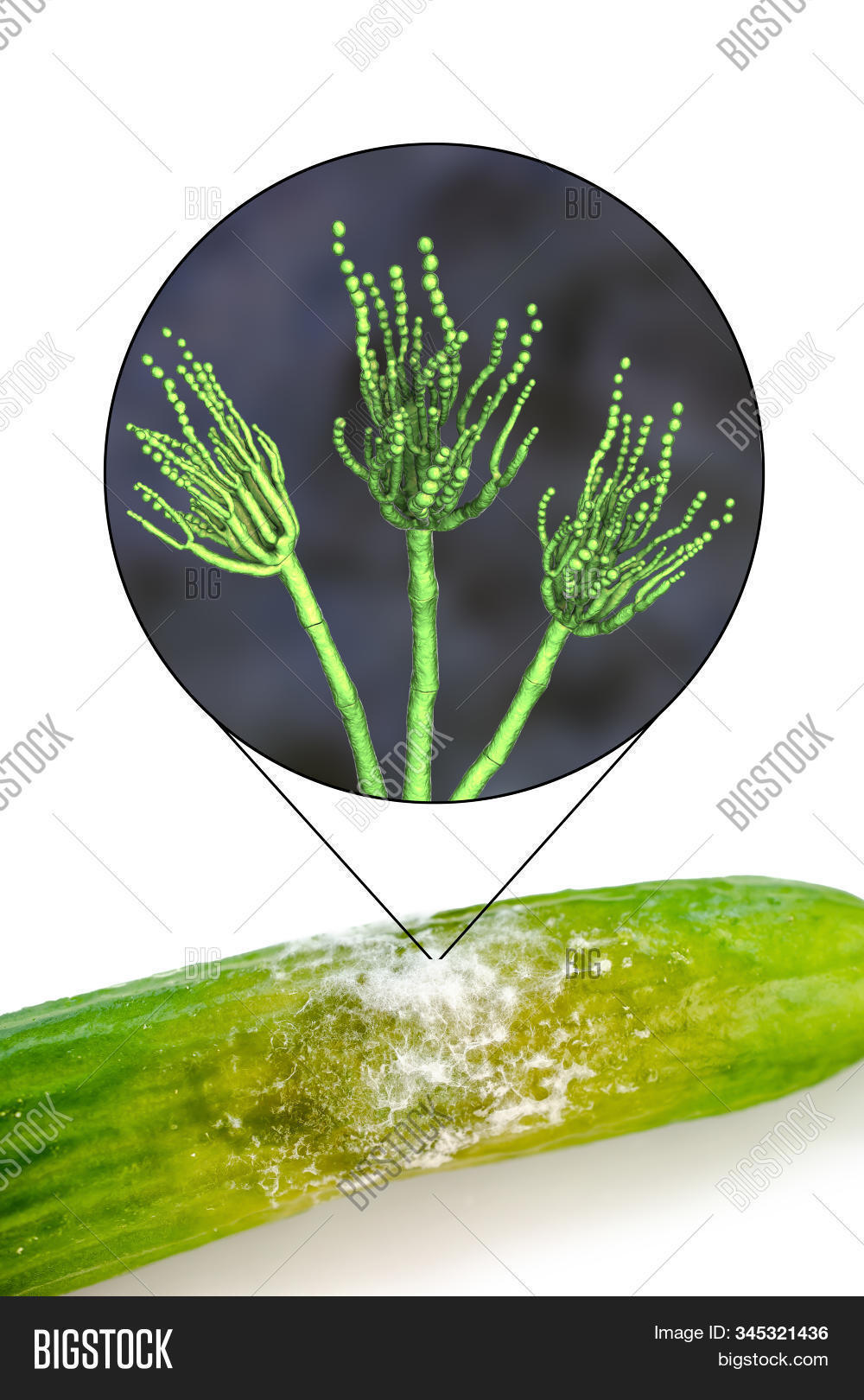 Cucumber Mold, Photo Image & Photo (Free Trial) | Bigstock