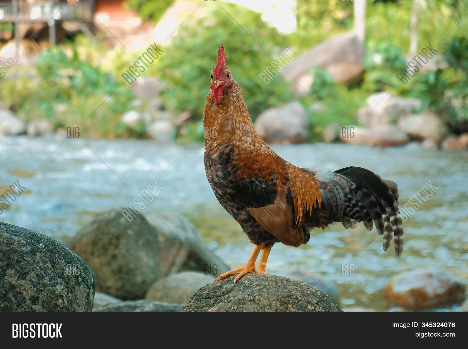 Male Rooster Image & Photo (Free Trial) | Bigstock