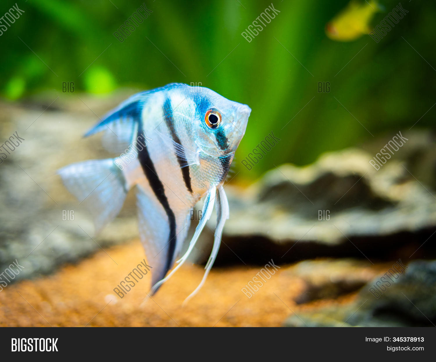 Zebra Angelfish Saltwater