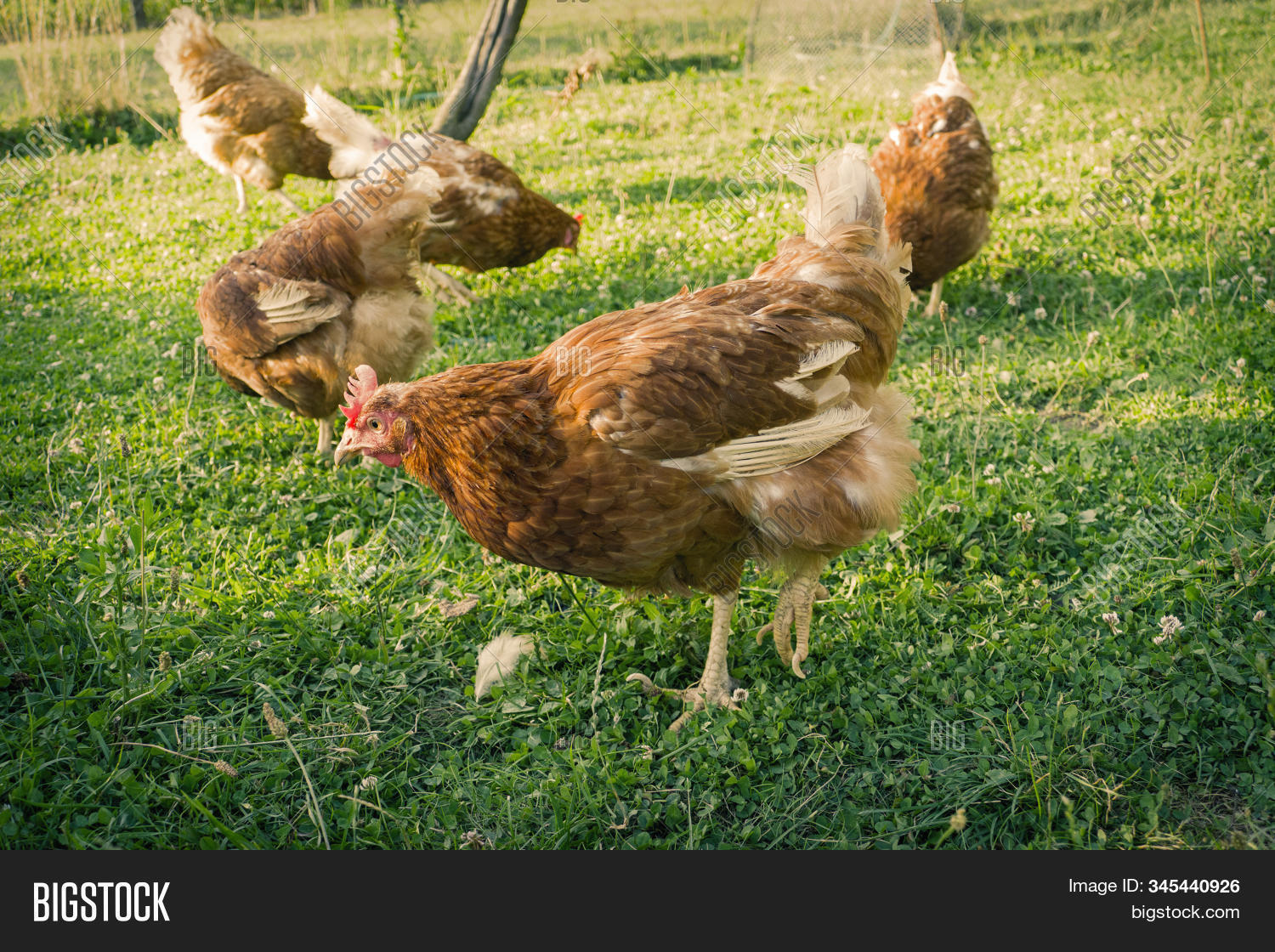 Hens Feed On Image & Photo (Free Trial) | Bigstock