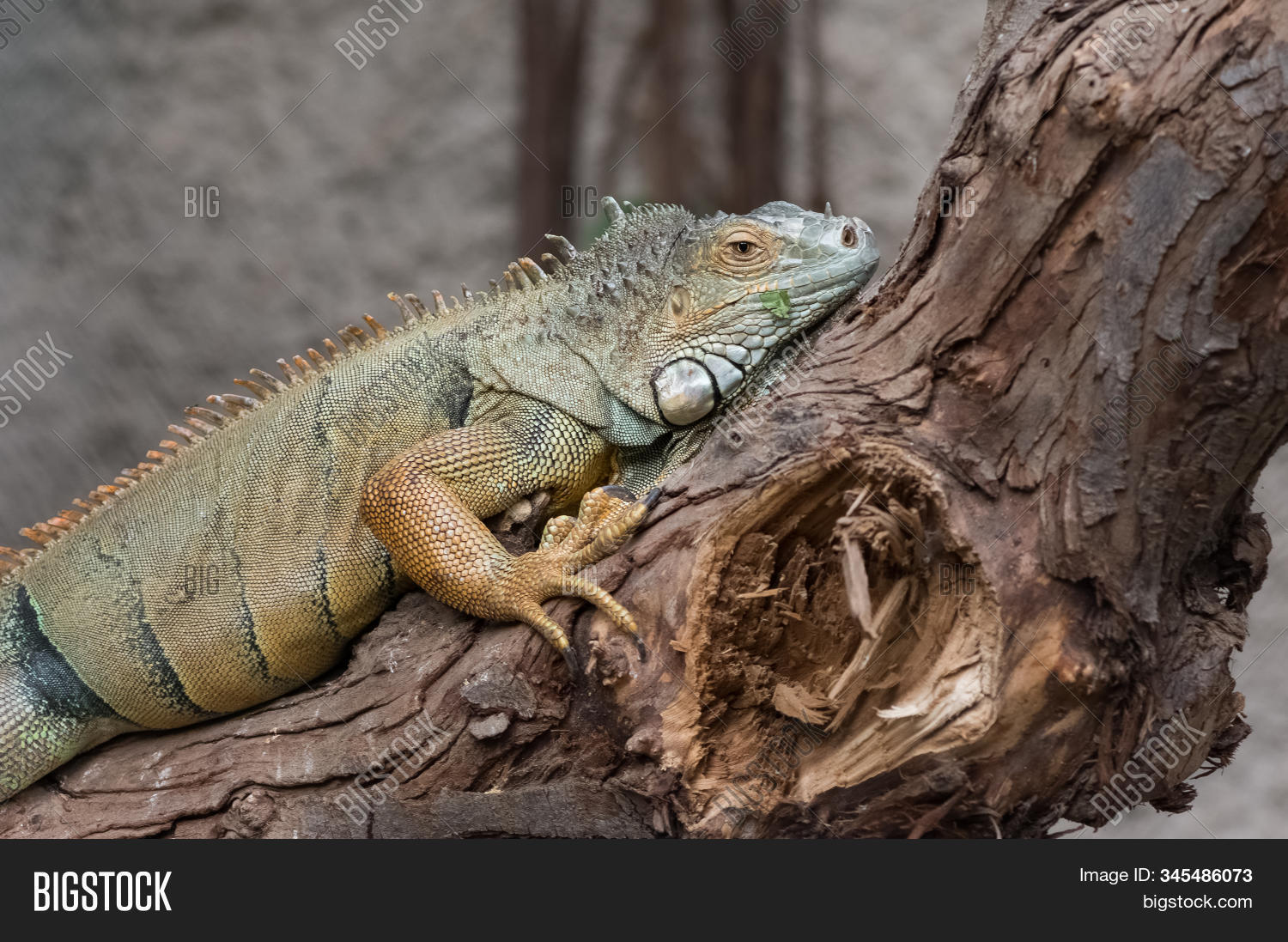 Reptilian Animals That Image & Photo (Free Trial) | Bigstock