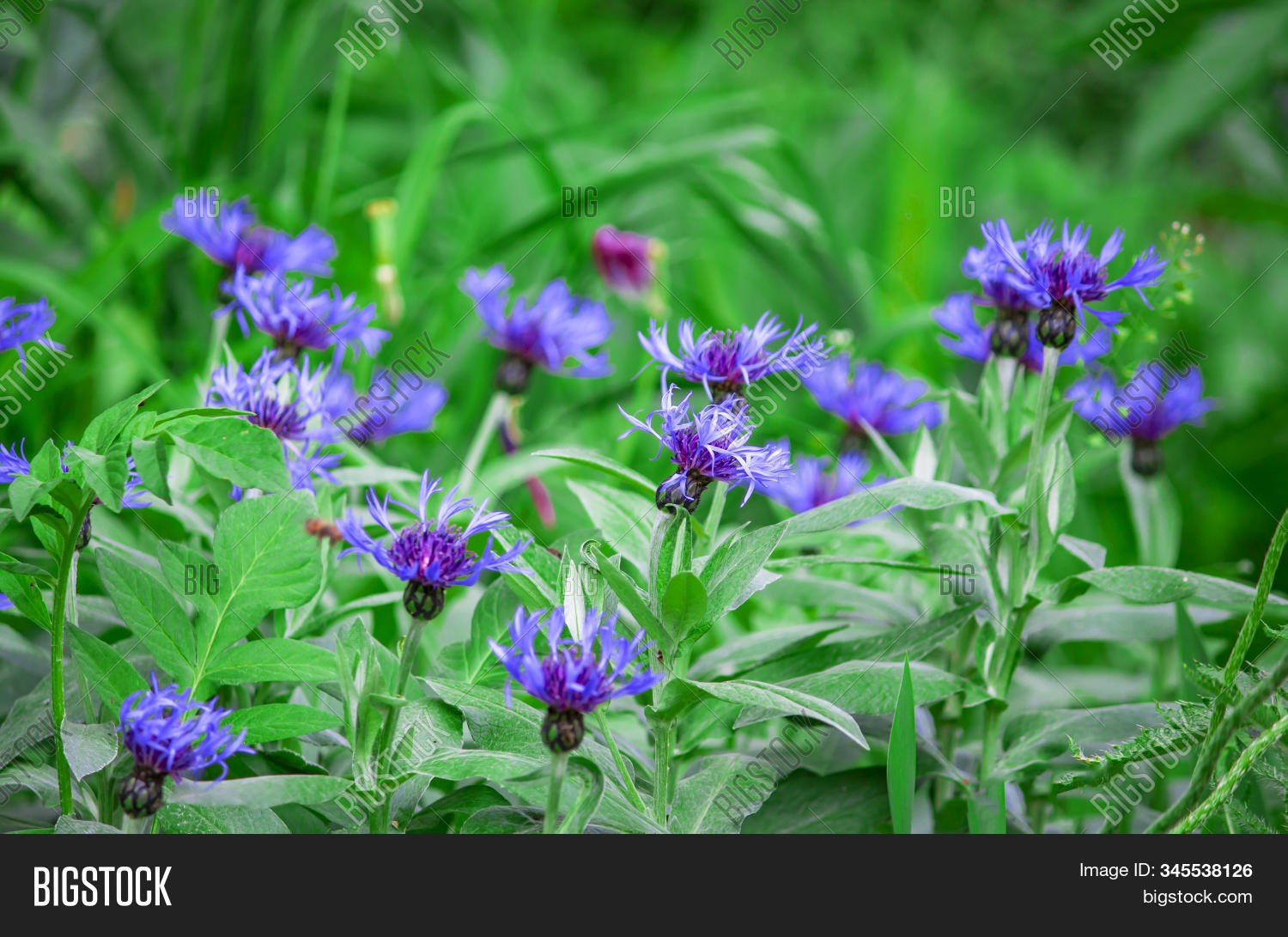 Blue Daisy Flower. Image & Photo (Free Trial) | Bigstock