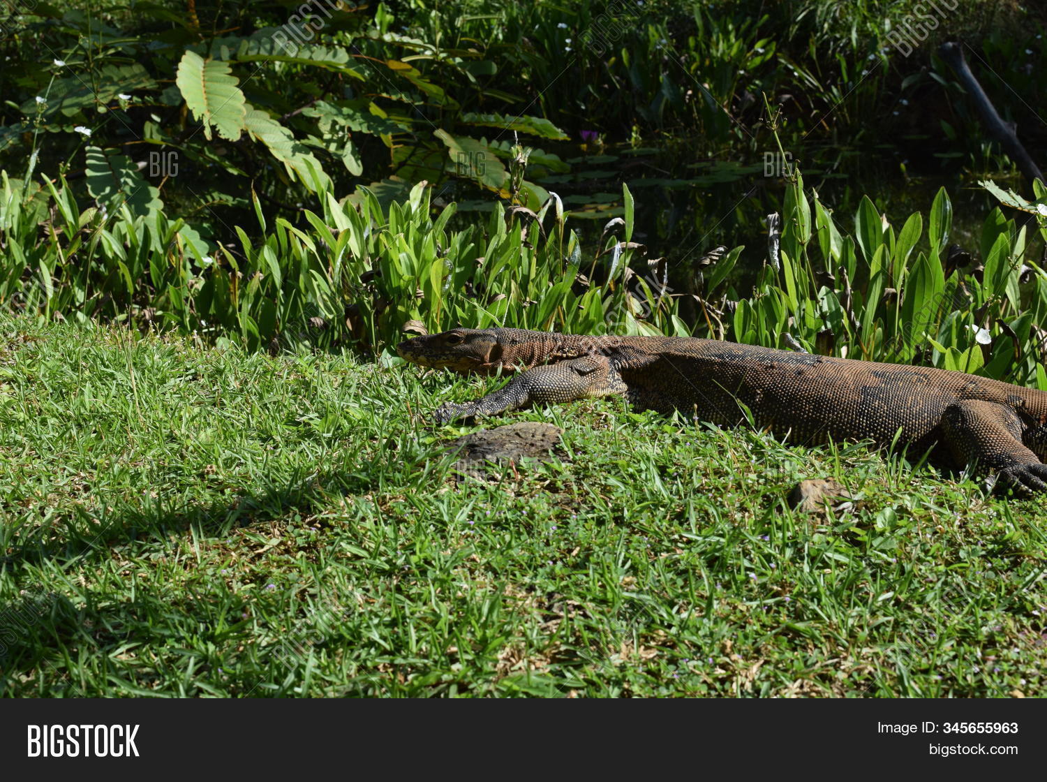 Monitor Lizard Wild Image & Photo (Free Trial) | Bigstock