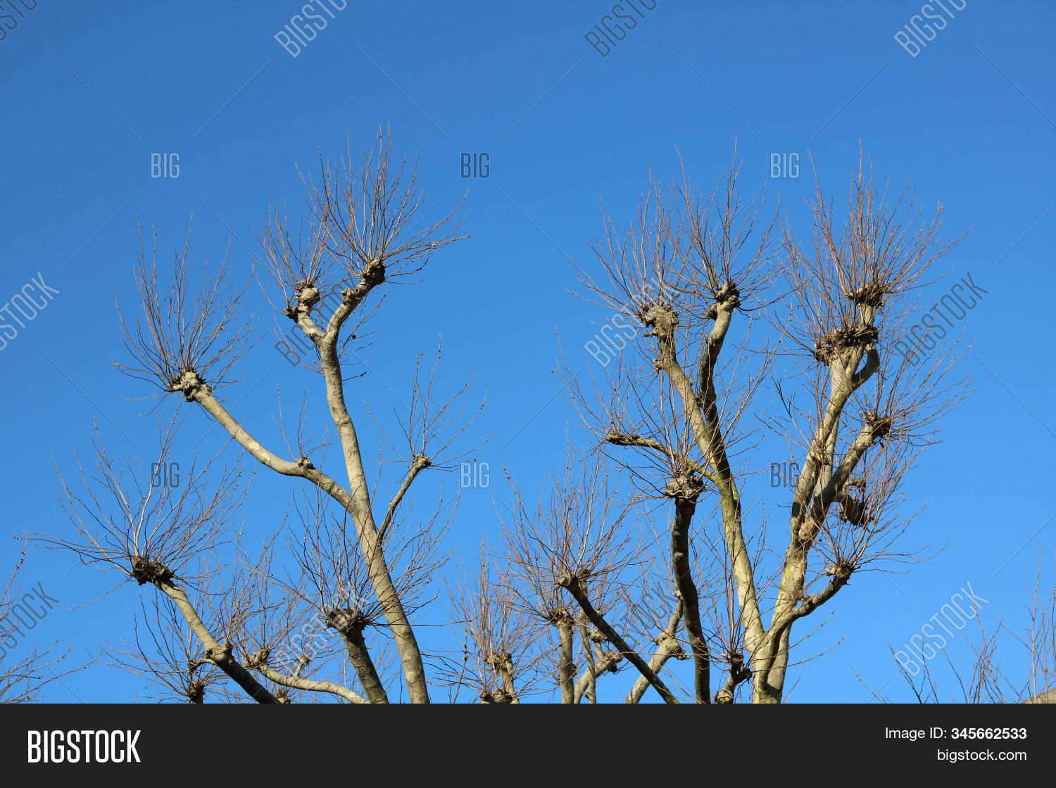 Tree Denuded Leaves Image & Photo (Free Trial) | Bigstock