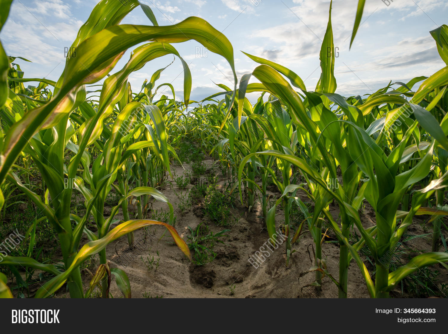 Corn Path Lush Green Image & Photo (Free Trial) | Bigstock