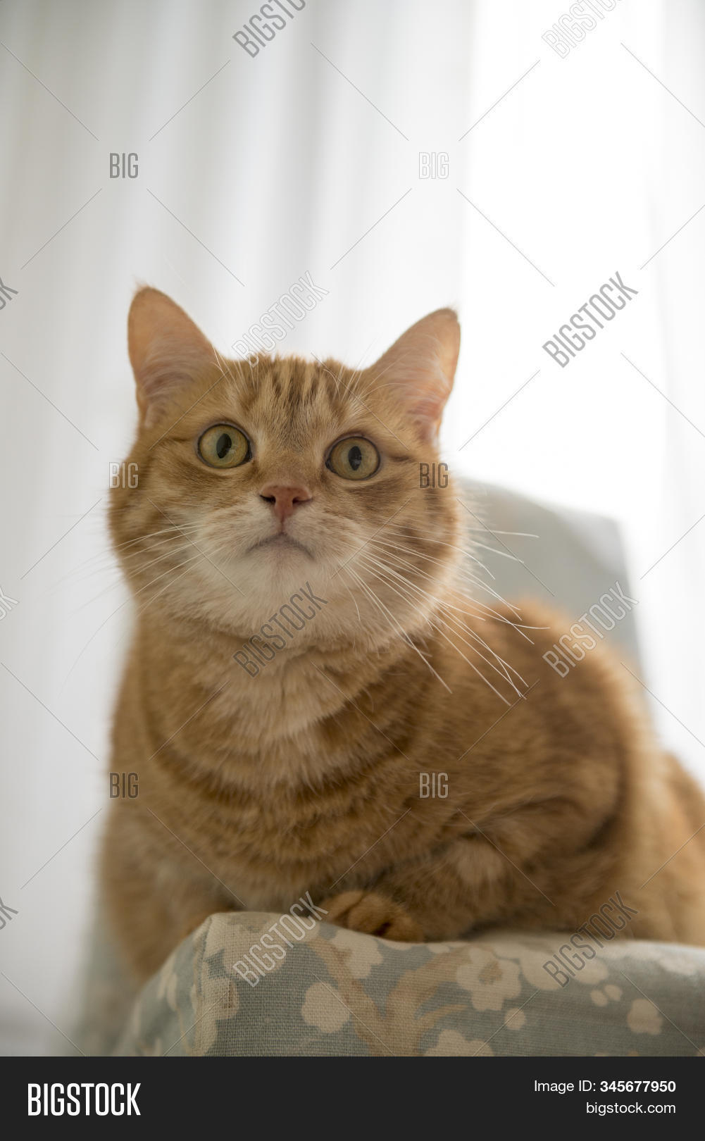 Funny Red Cat Cozy Image & Photo (Free Trial) | Bigstock
