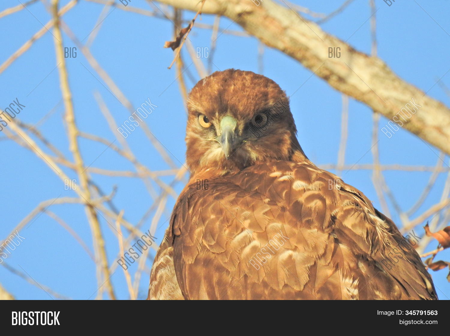 Red-tailed Hawk Image & Photo (Free Trial) | Bigstock
