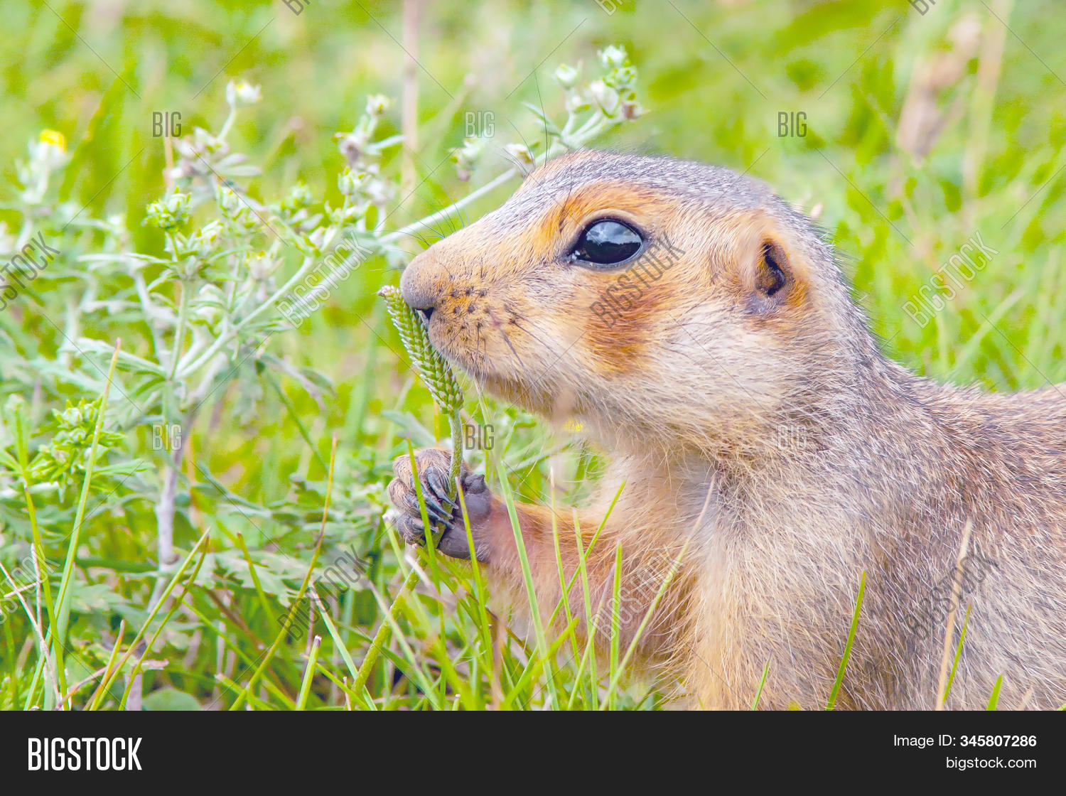 Imagen y foto Funny Gopher (prueba gratis) | Bigstock