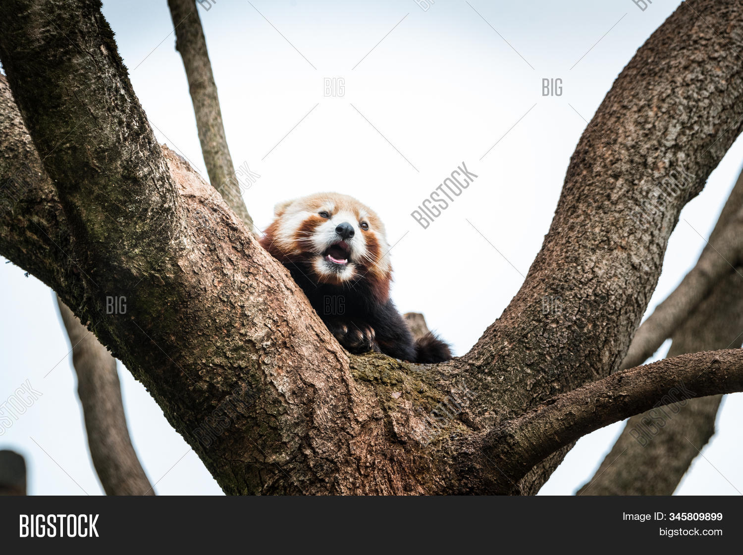 Cute Red Panda Pulling Image & Photo (Free Trial) | Bigstock