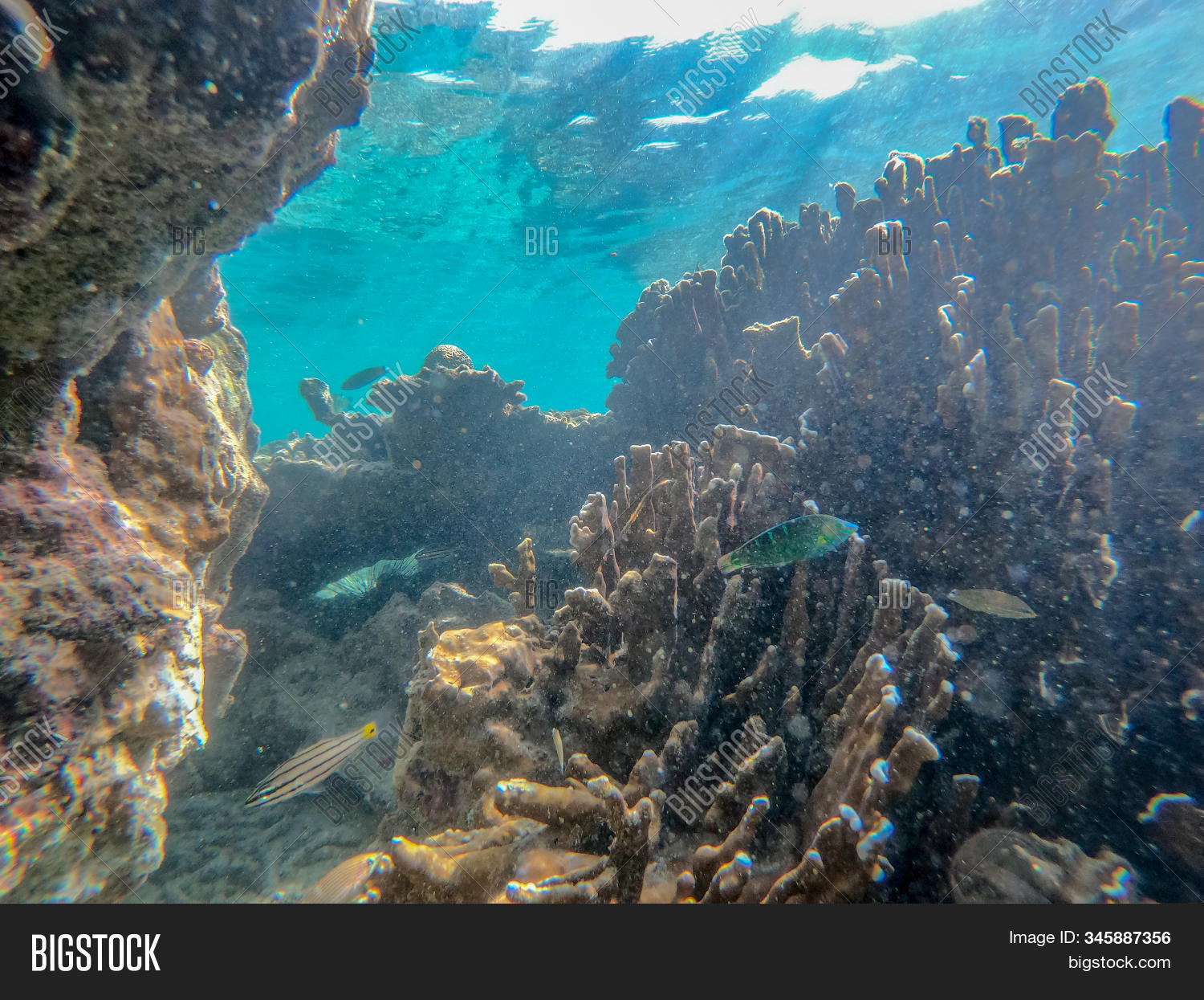 Underwater World, Image & Photo (Free Trial) | Bigstock