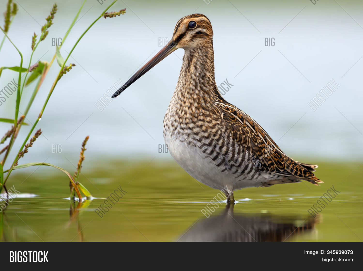 Adult Common Snipe Image & Photo (Free Trial) | Bigstock
