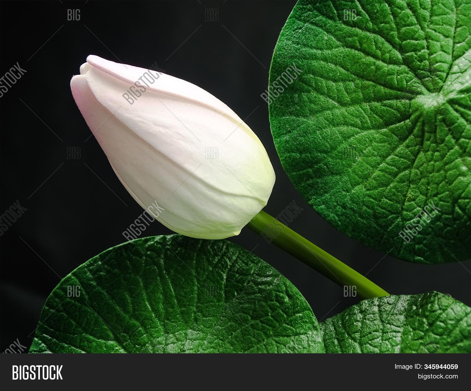 Little Lotus Flower Image & Photo (Free Trial) | Bigstock