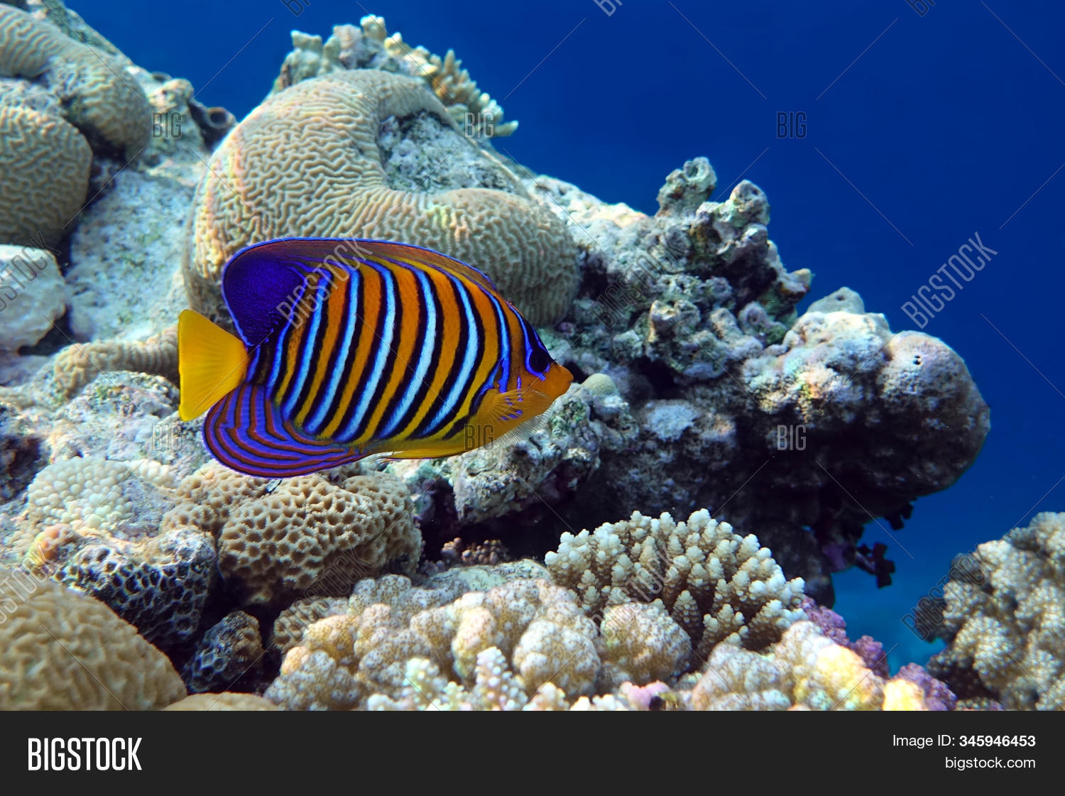 Angel Fish, Royal Image & Photo (Free Trial) | Bigstock