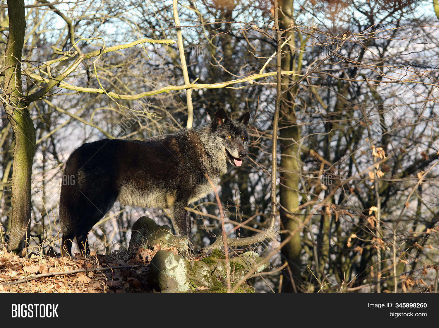 Northwestern Wolf ( Image & Photo (Free Trial) | Bigstock