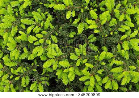Conifer Leaves Image & Photo (Free Trial) | Bigstock