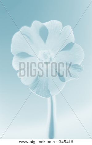 Light Blue Flower Image & Photo (Free Trial) | Bigstock