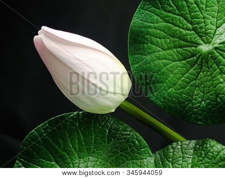 Little Lotus Flower Image & Photo (Free Trial) | Bigstock