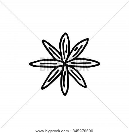 Star Anise Drawing