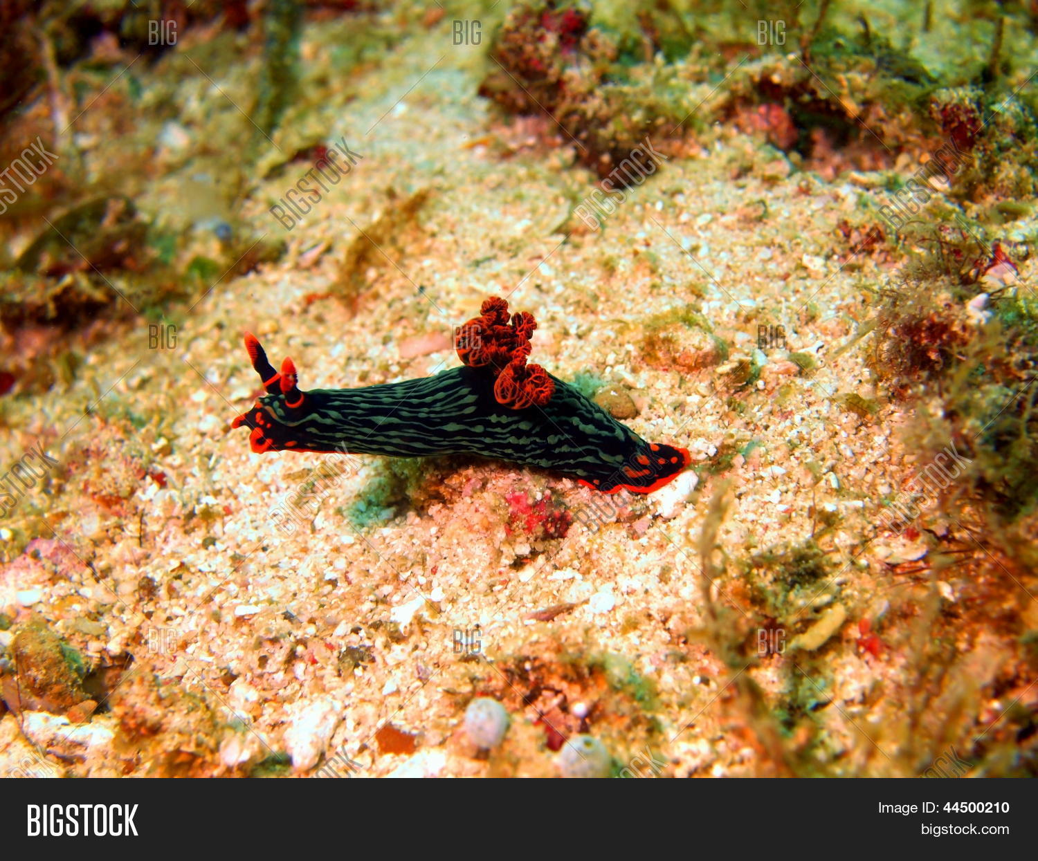 Sea Slugs Philippine Image & Photo (Free Trial) | Bigstock