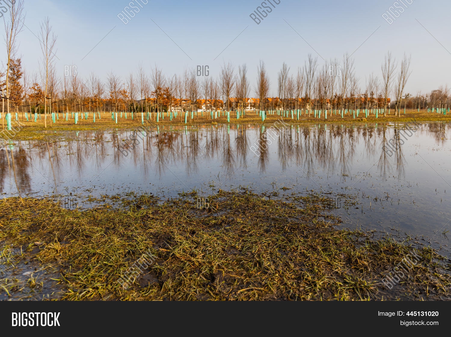 Big Tree Plantation Image & Photo (Free Trial) | Bigstock