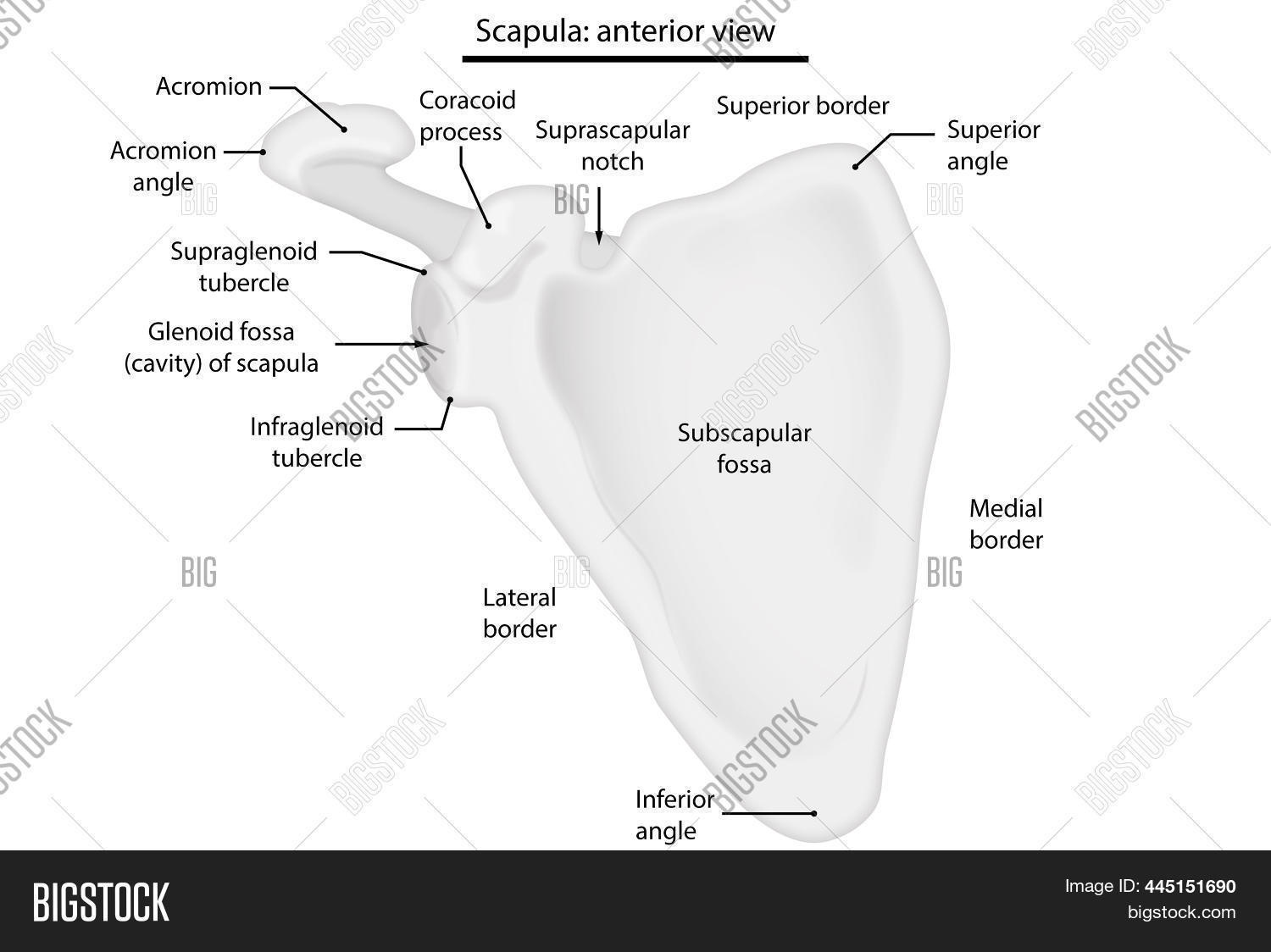 Scapula, Anterior View Image & Photo (Free Trial) | Bigstock