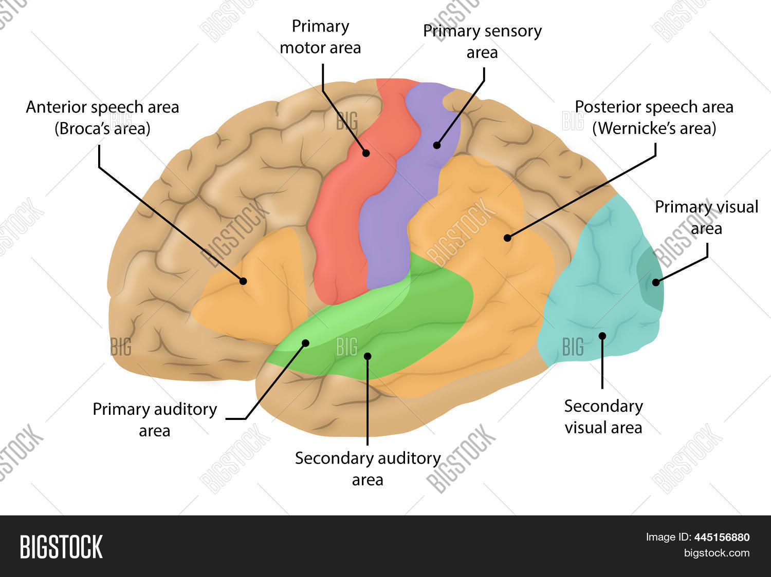 Lateral View Brain Image & Photo (Free Trial) | Bigstock