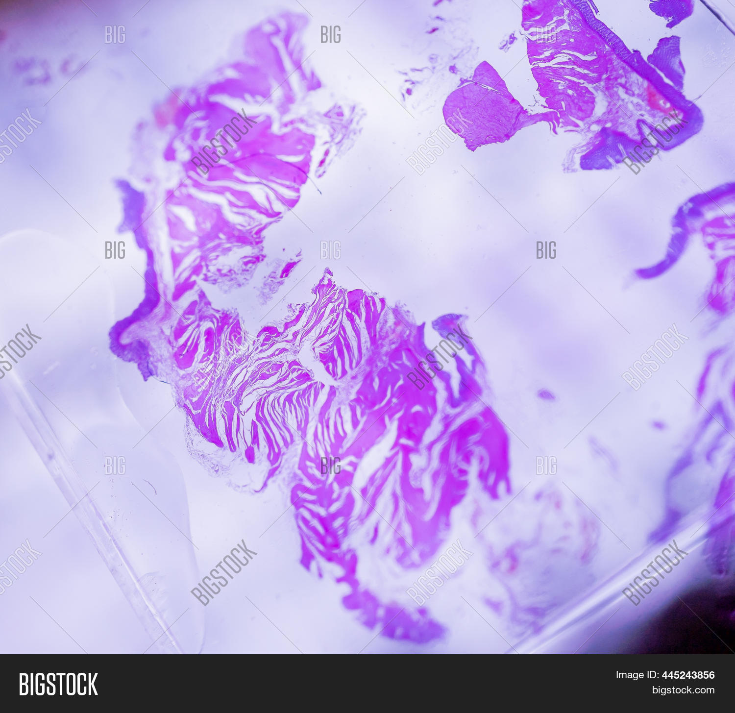 Inside Microscope View Image & Photo (Free Trial) | Bigstock