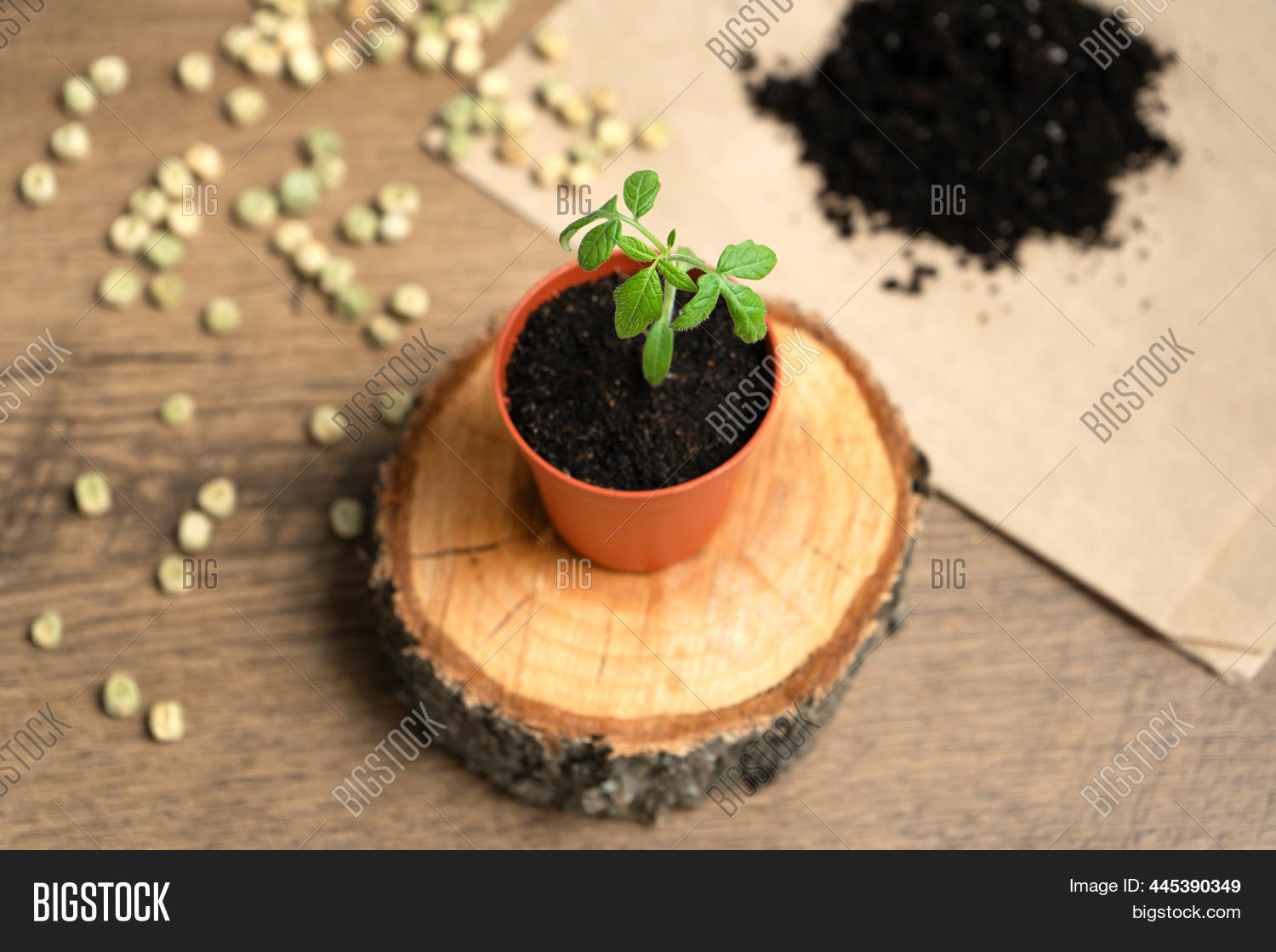 Sprout Pot On Cut Tree Image & Photo (Free Trial) | Bigstock