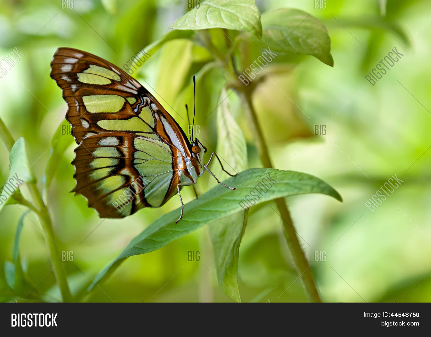 Malachite (Siproeta Image & Photo (Free Trial) | Bigstock