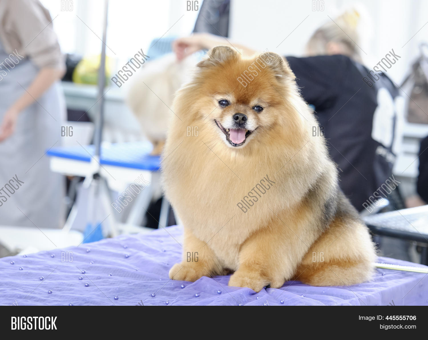 Funny Pomeranian Dog Image & Photo (Free Trial) | Bigstock
