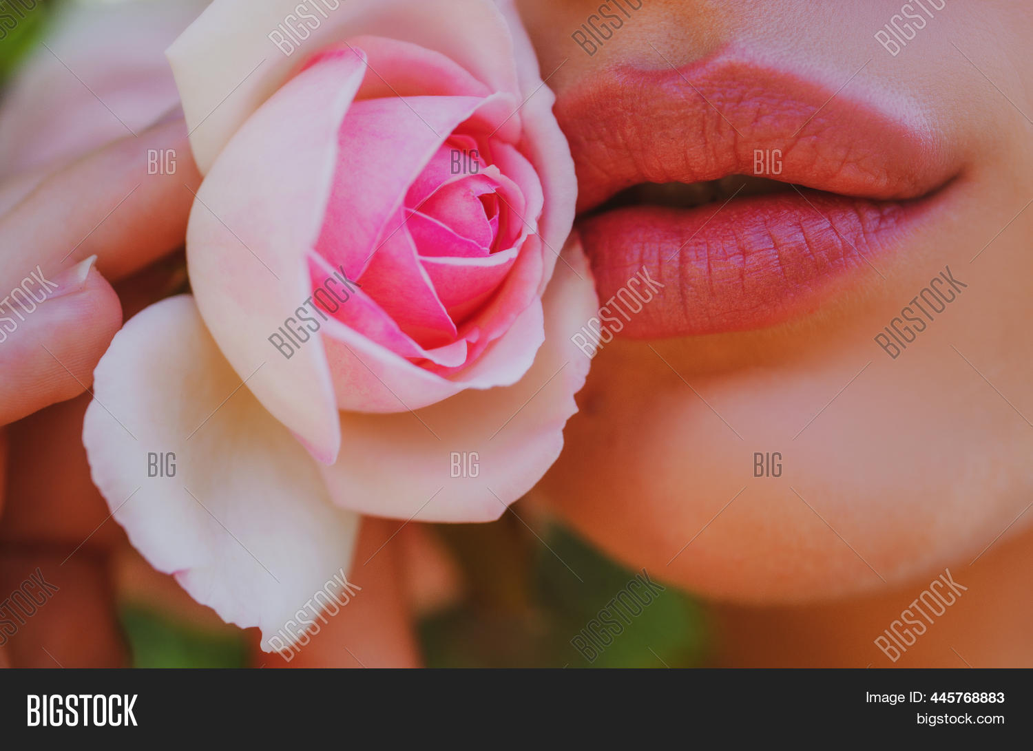 Lips Rose Closeup. Image & Photo (Free Trial) | Bigstock