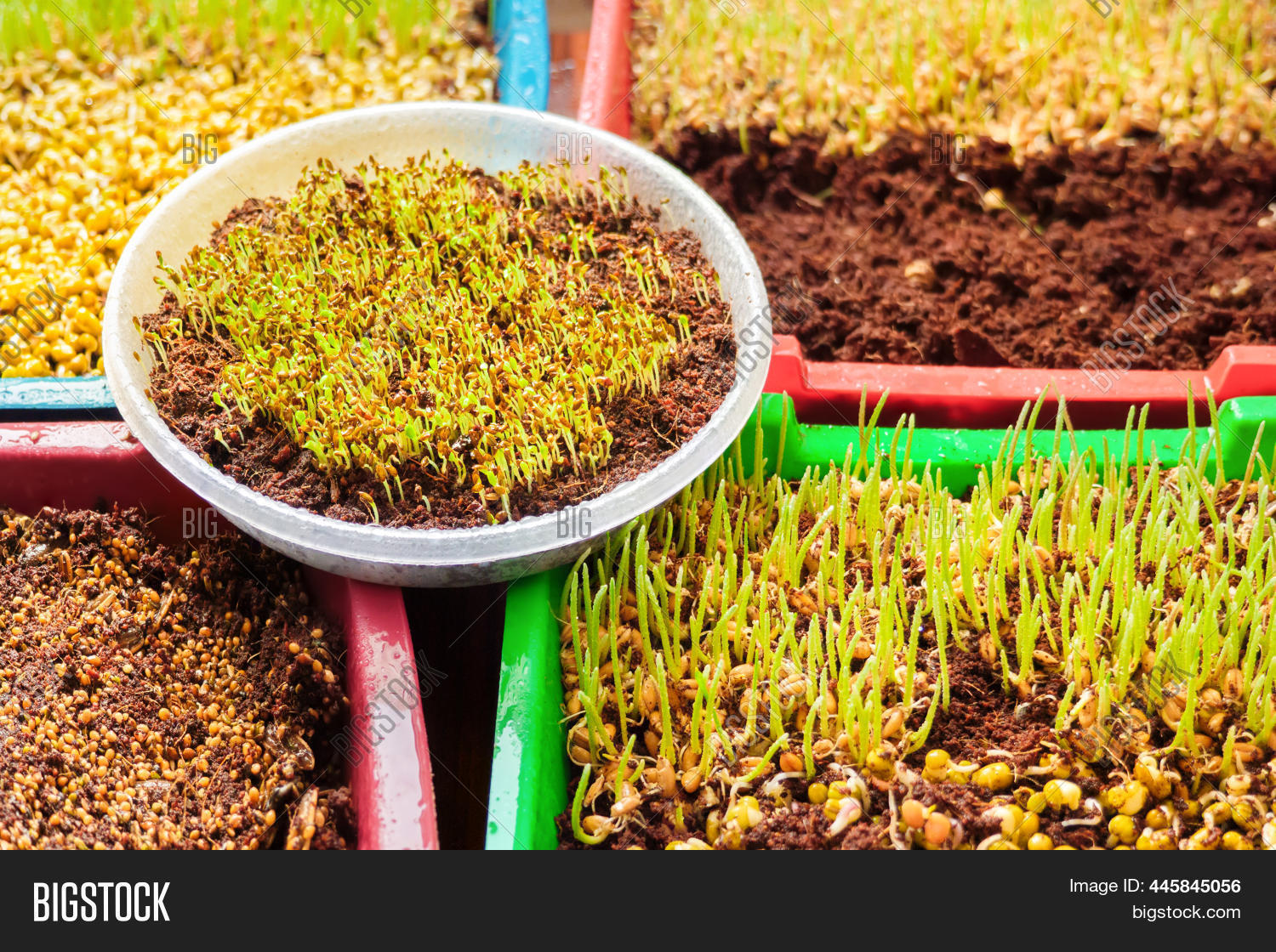 Containers Microgreens Image & Photo (Free Trial) | Bigstock