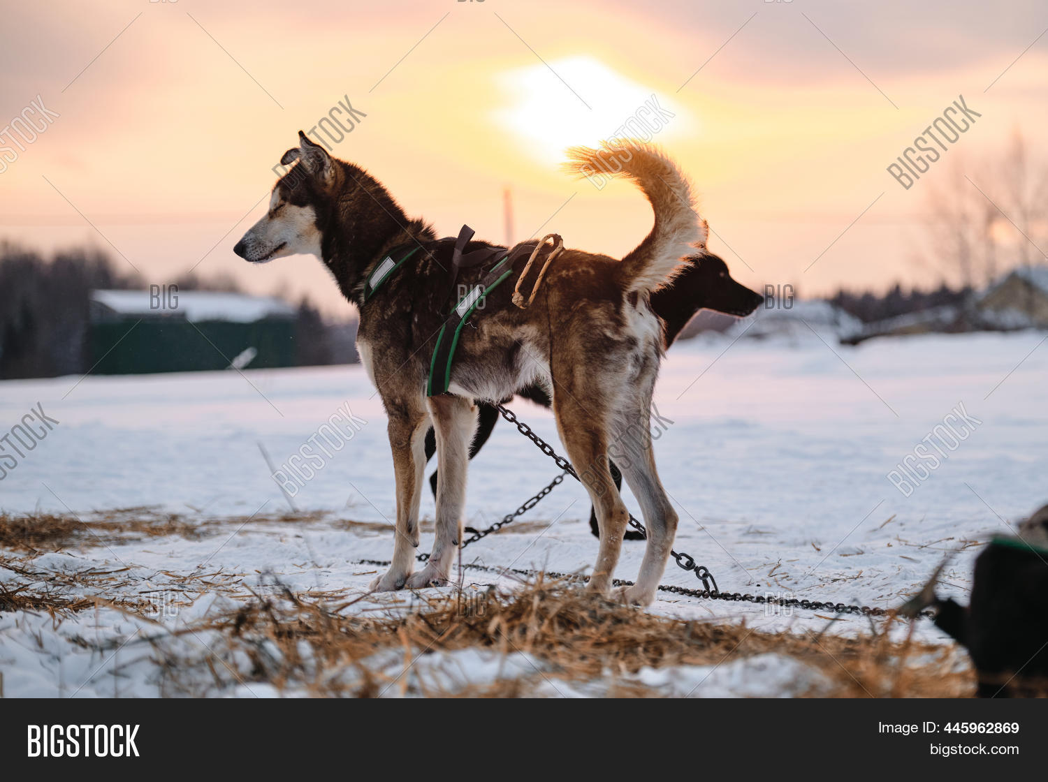 Northern Sled Dog Image & Photo (Free Trial) | Bigstock