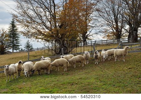 Group Sheep Image & Photo (Free Trial) | Bigstock