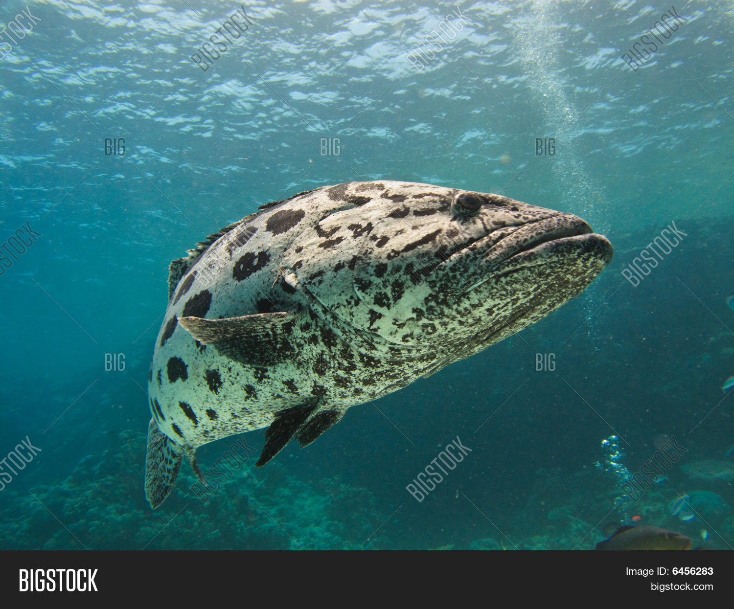 Giant Potato Cod Sea Image & Photo (Free Trial) | Bigstock