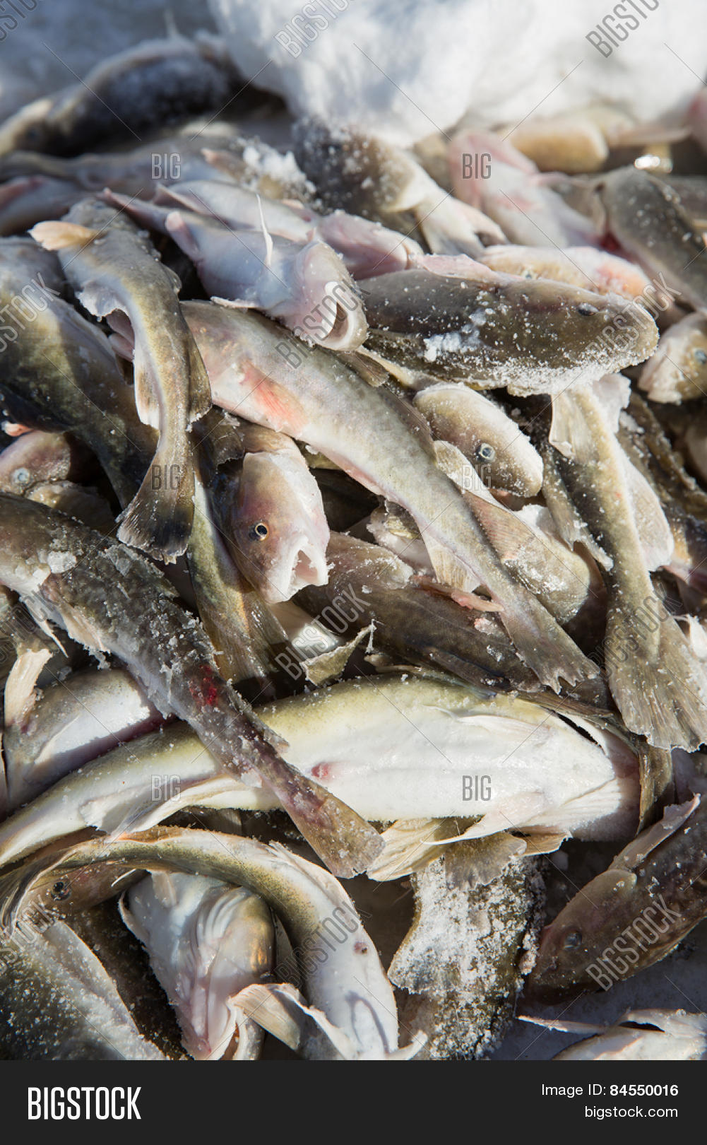 Daily Catch Tomcod, Image & Photo (Free Trial) | Bigstock
