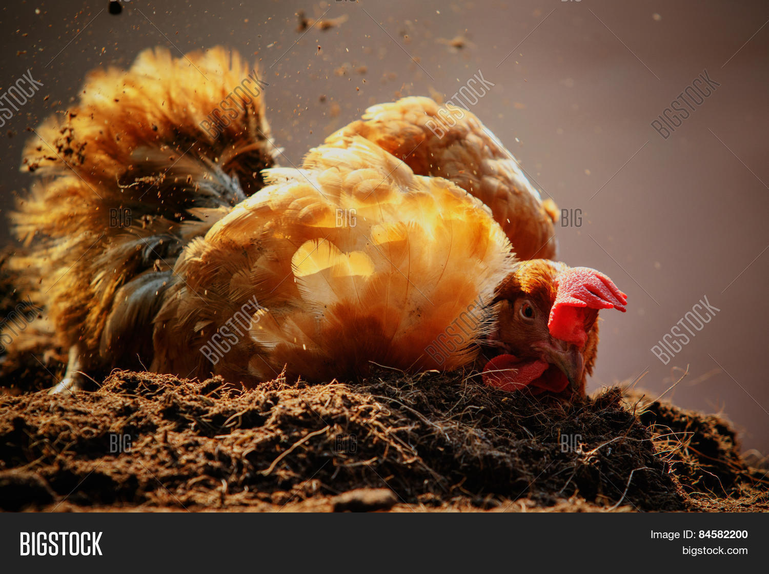Relaxing Chicken Hen Image & Photo (Free Trial) | Bigstock