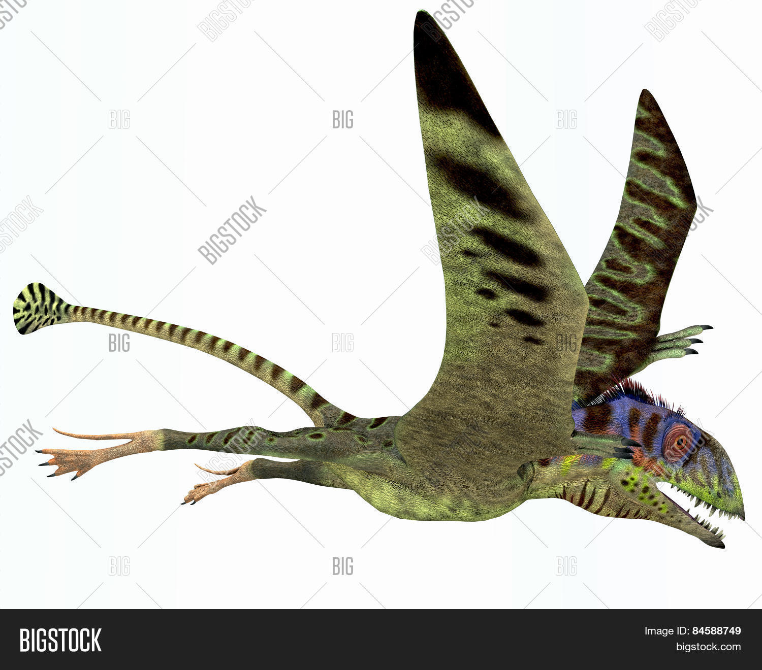 Peteinosaurus Dinosaur Image & Photo (Free Trial) | Bigstock