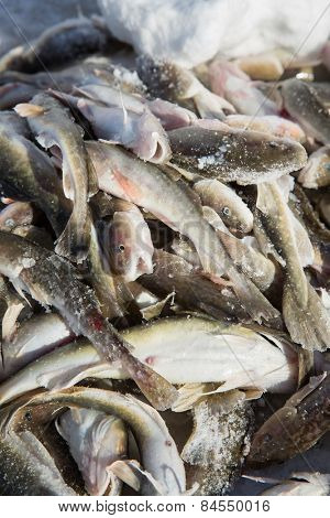 Daily Catch Tomcod, Image & Photo (Free Trial) | Bigstock