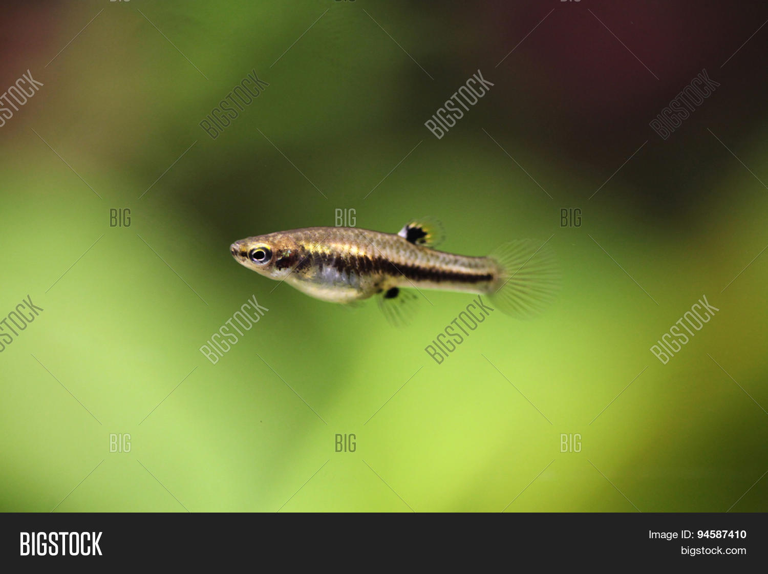 Mosquito Fish ( Image & Photo (Free Trial) | Bigstock