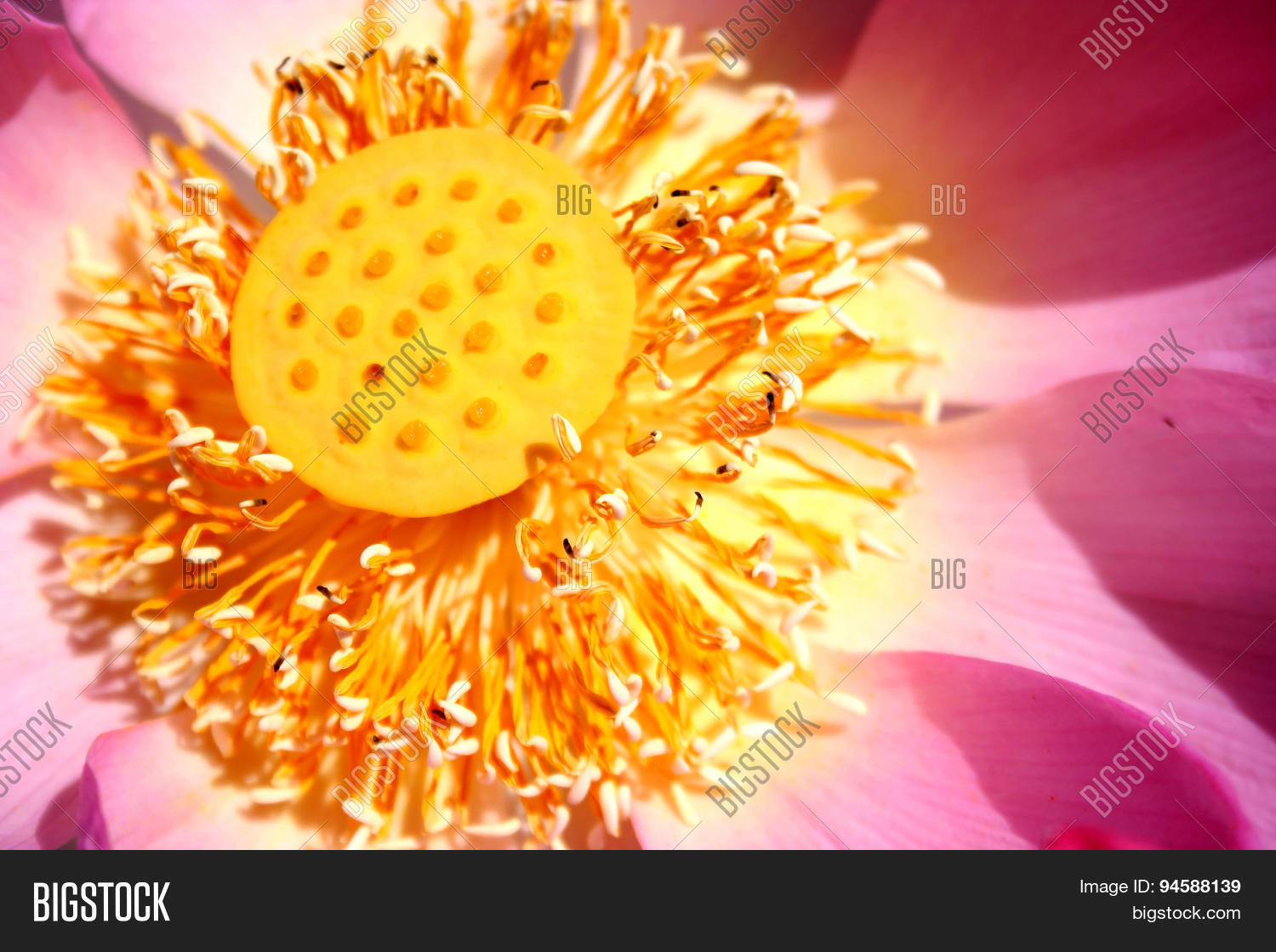 Lotus Core Image & Photo (Free Trial) | Bigstock