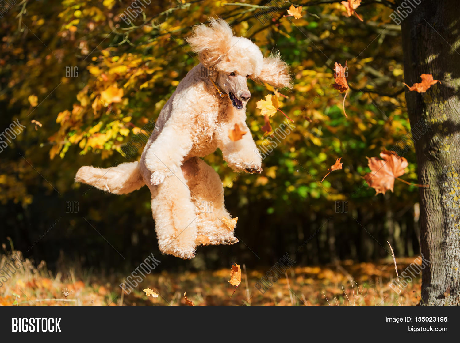 Royal Poodle Jumps Image & Photo (Free Trial) | Bigstock