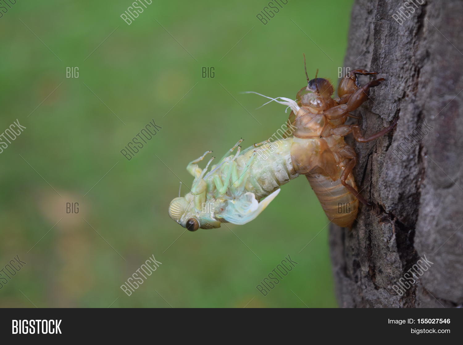 Insect Molting Cicada Image & Photo (Free Trial) | Bigstock