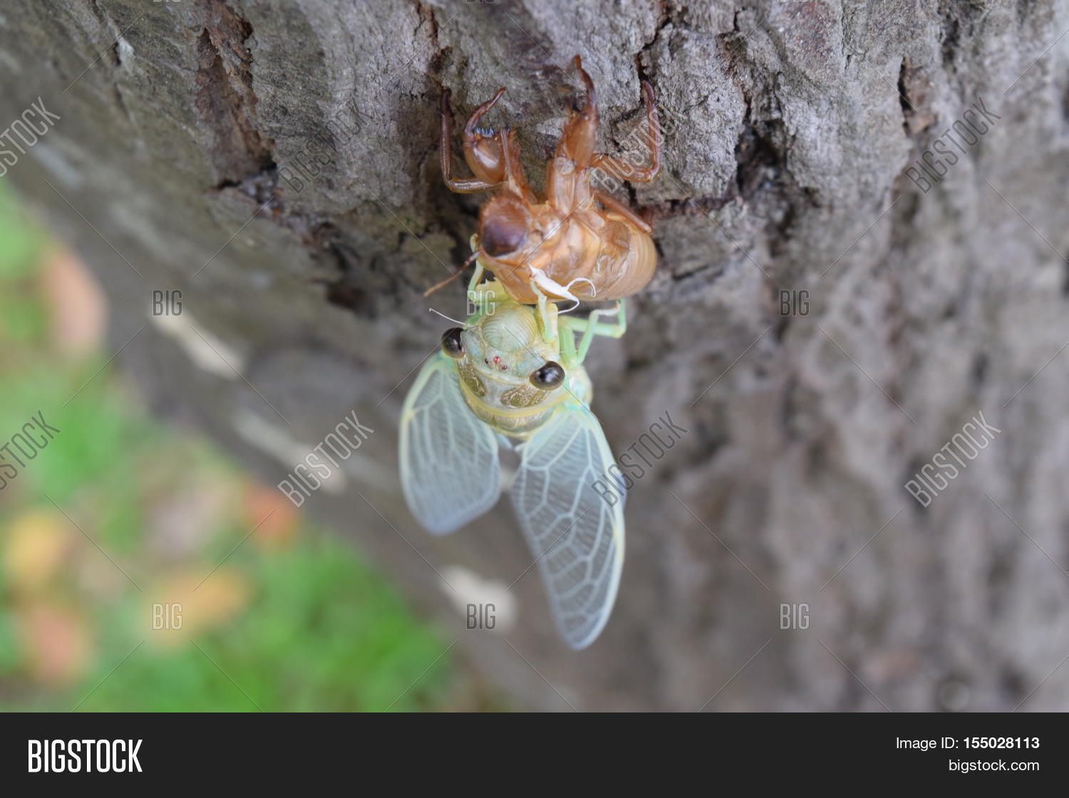 Insect Molting Cicada Image & Photo (Free Trial) | Bigstock