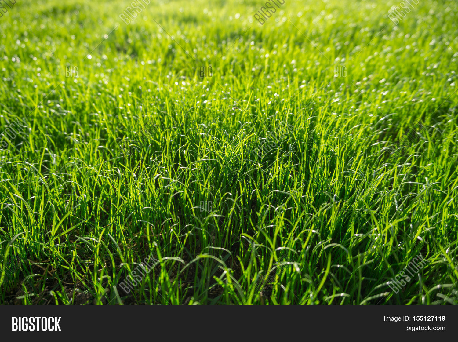 Green Grass Effect Image & Photo (Free Trial) | Bigstock
