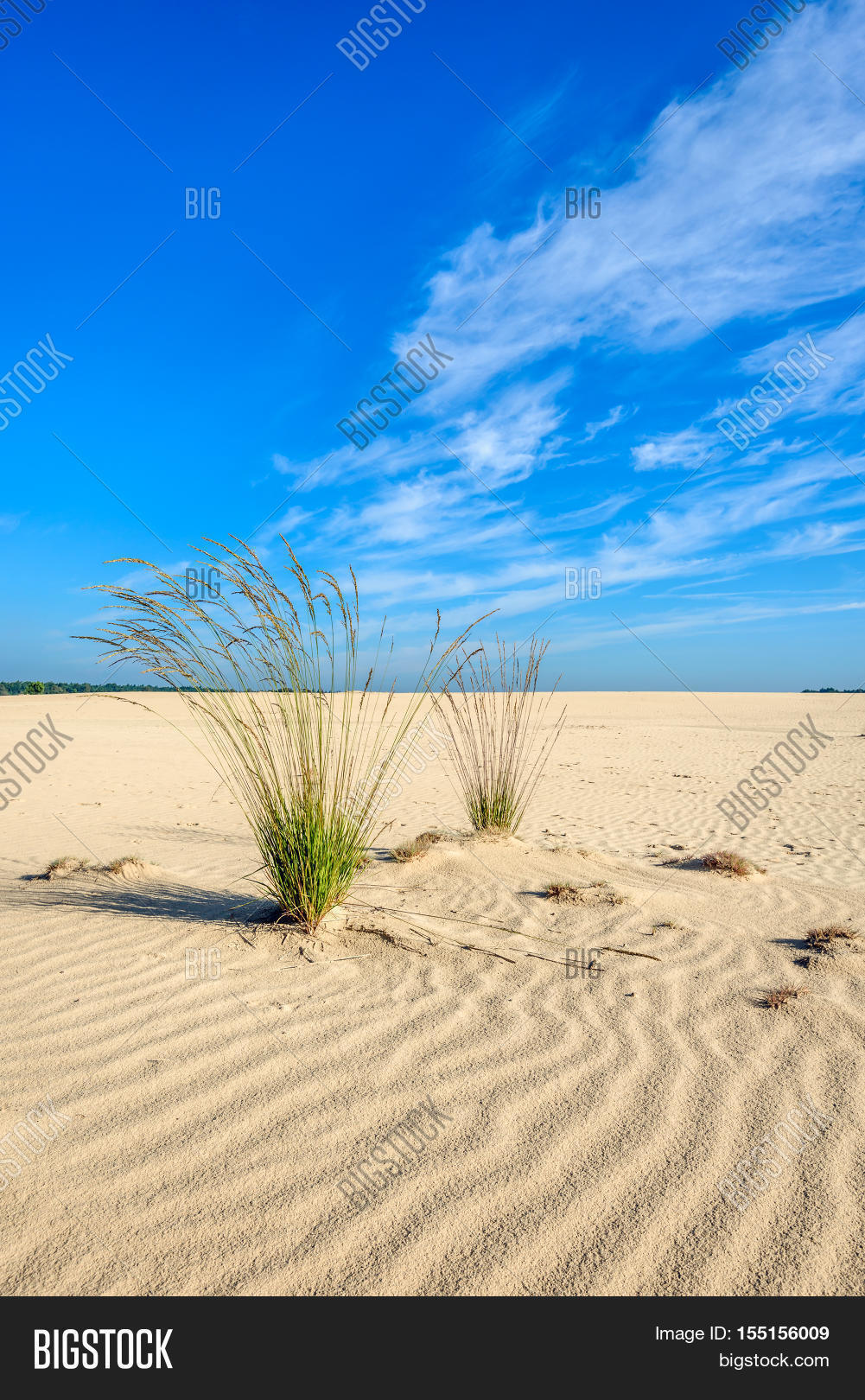 Two Tufts Purple Moor Image & Photo (Free Trial) | Bigstock