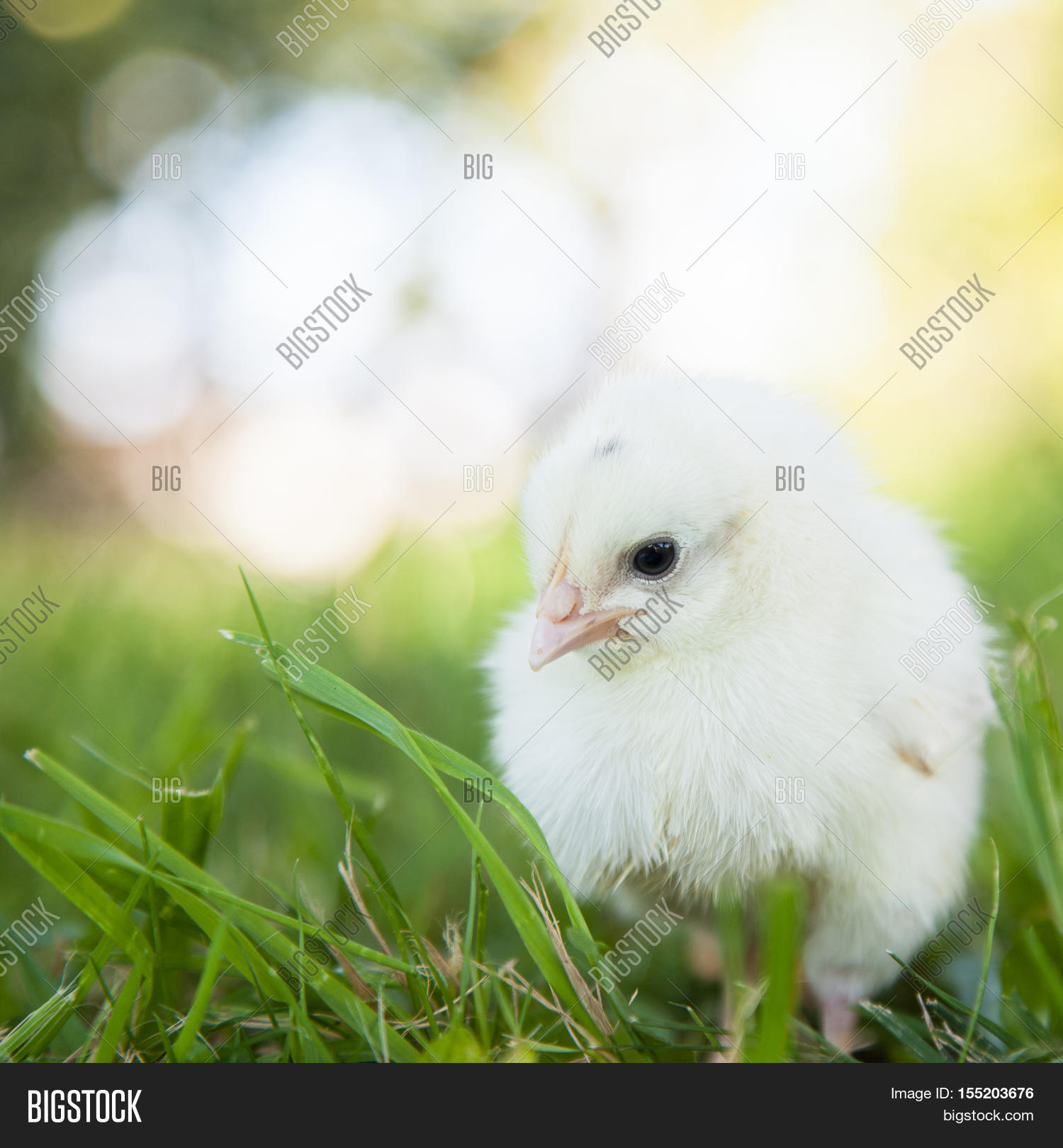 Cute Little Fluffy Image & Photo (Free Trial) | Bigstock