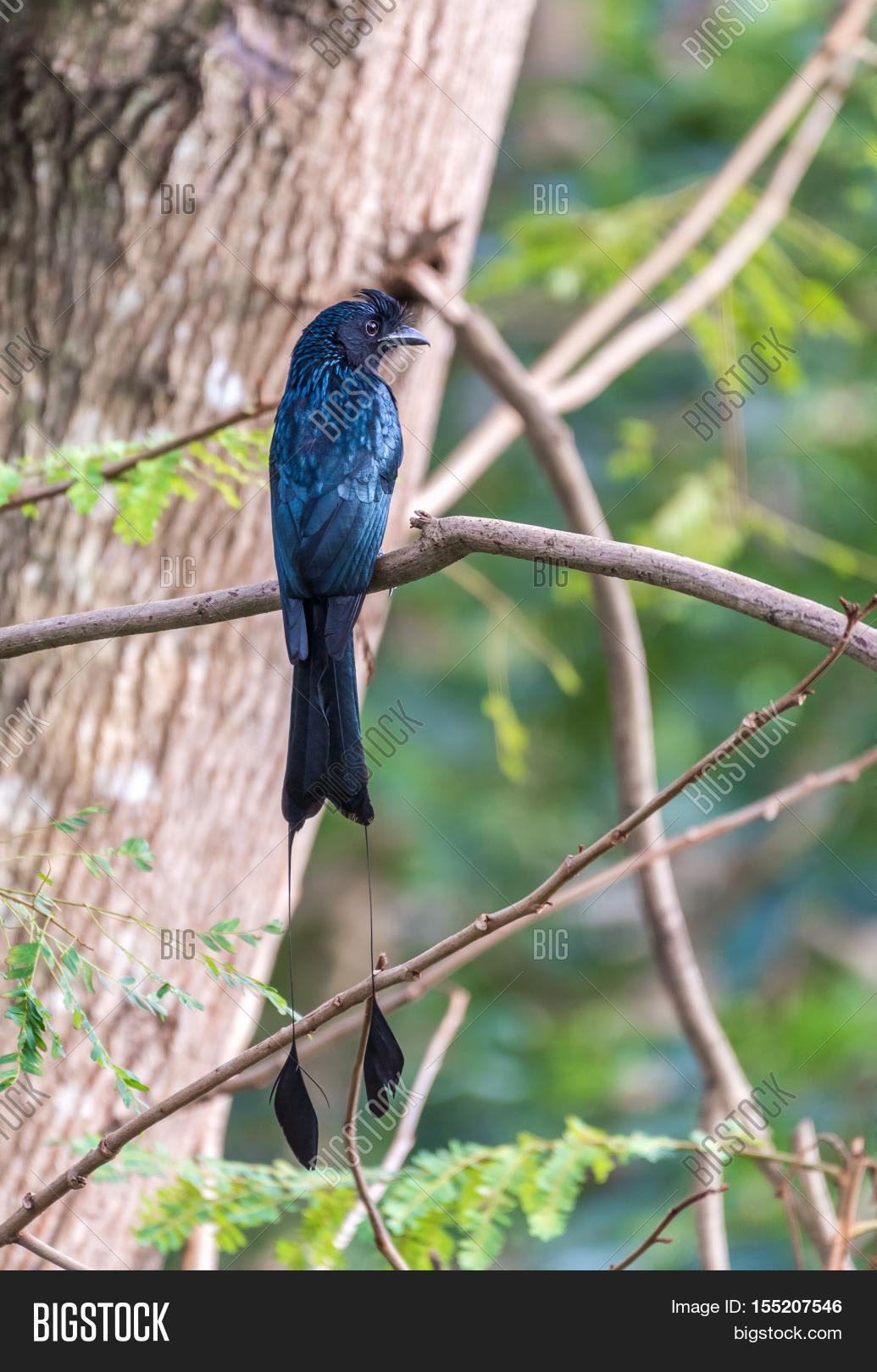 Beautiful Black Bird Image & Photo (Free Trial) | Bigstock