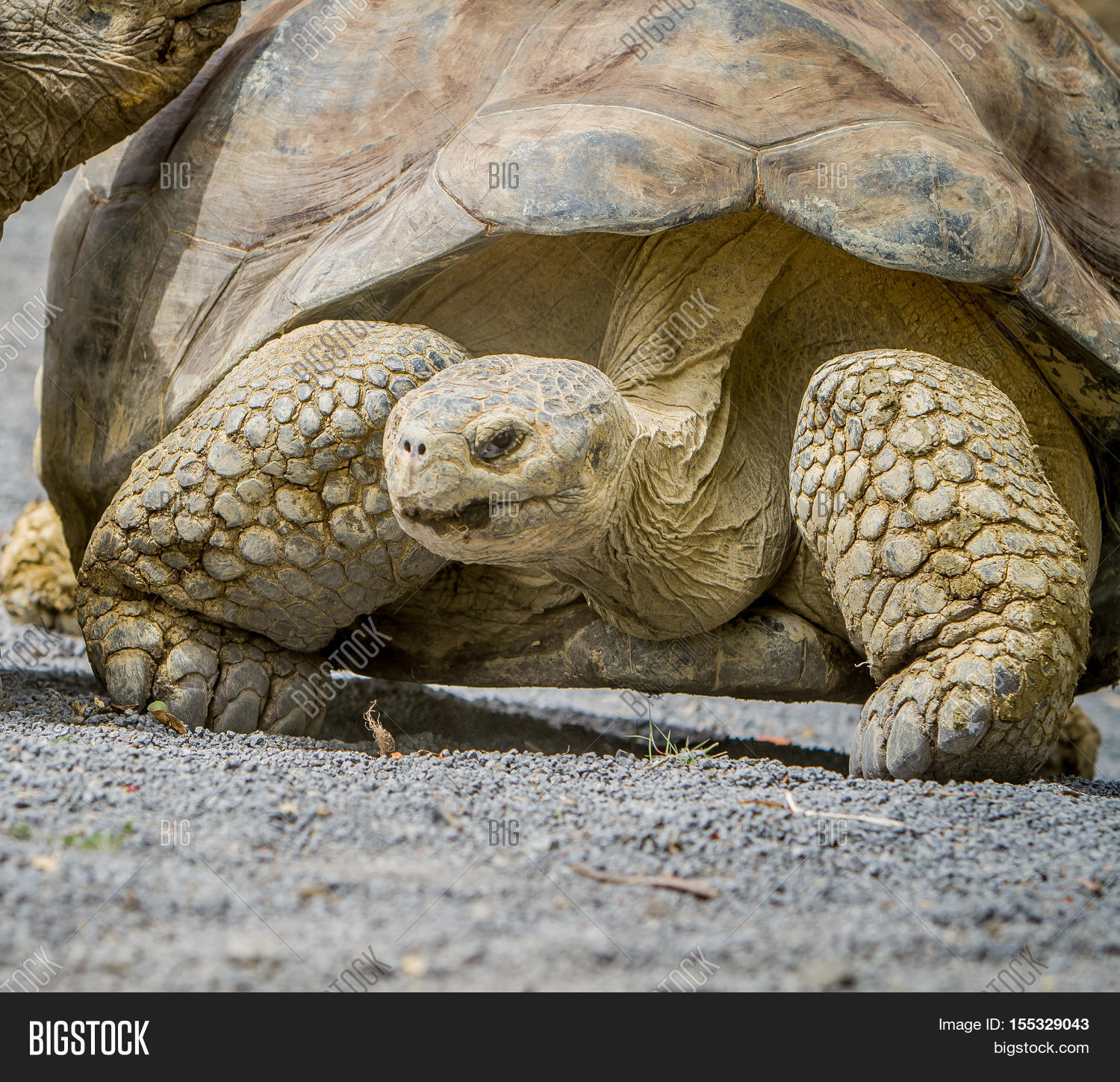 Giant Grey Tortoise Image & Photo (Free Trial) | Bigstock