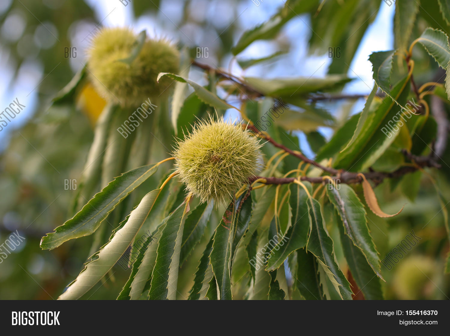 Chestnut Burr. Image & Photo (Free Trial) | Bigstock